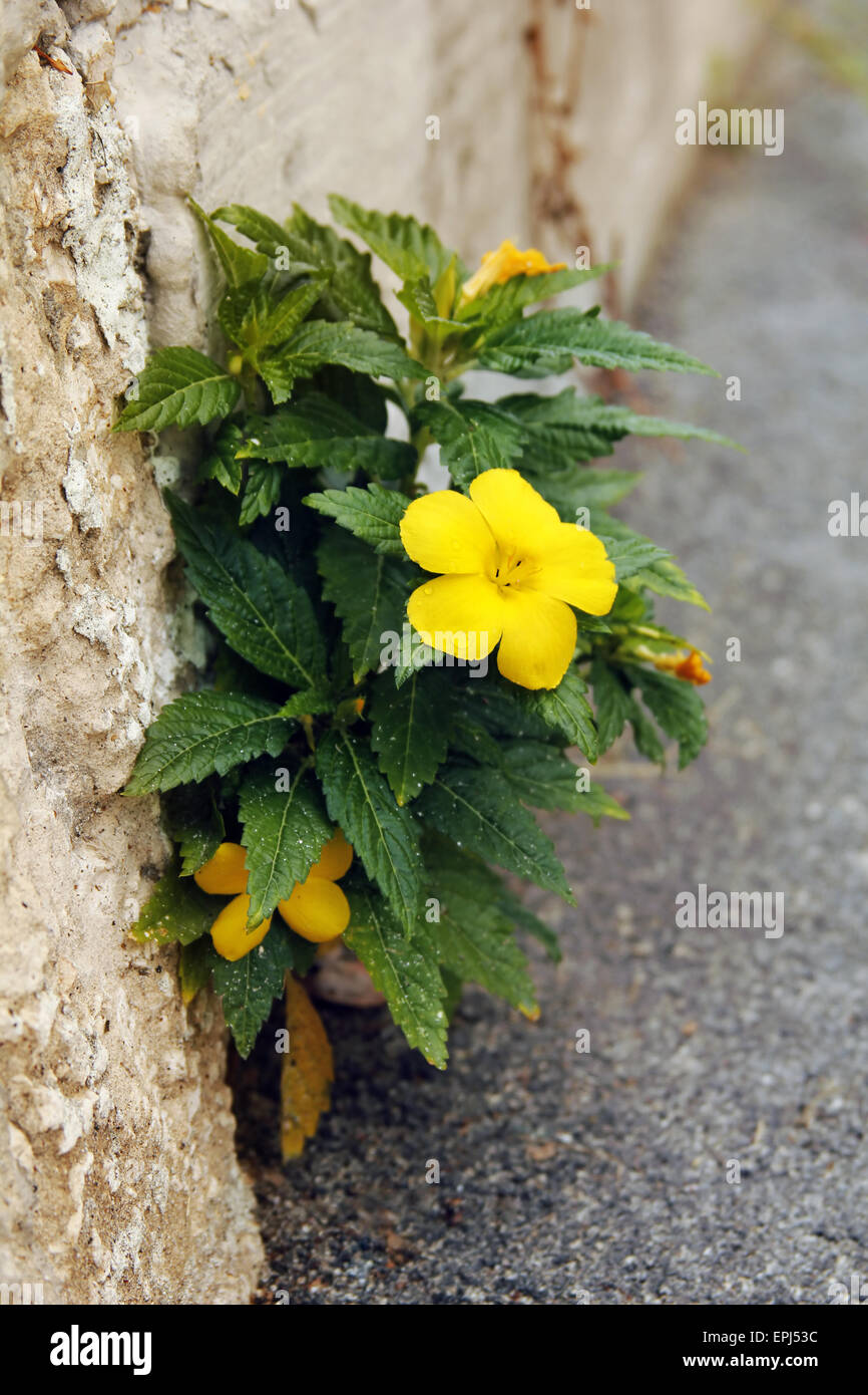 Yellow Flowers With A Stone Path With A Path