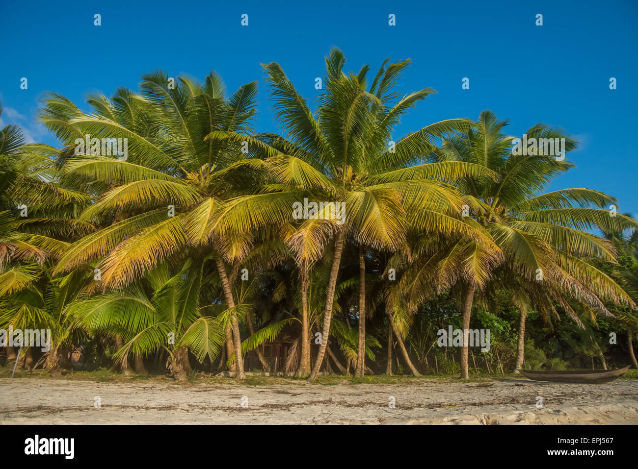 Tropical beach with coconut palm trees Stock Photo - Alamy