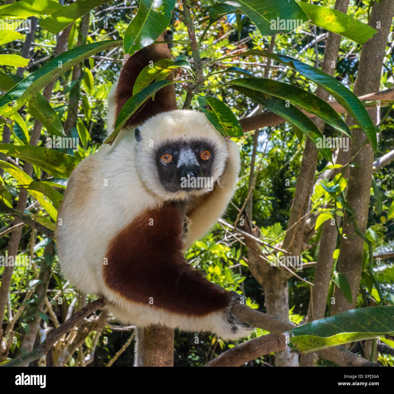 Sifaka, dancing lemur of Madagascar Stock Photo - Alamy