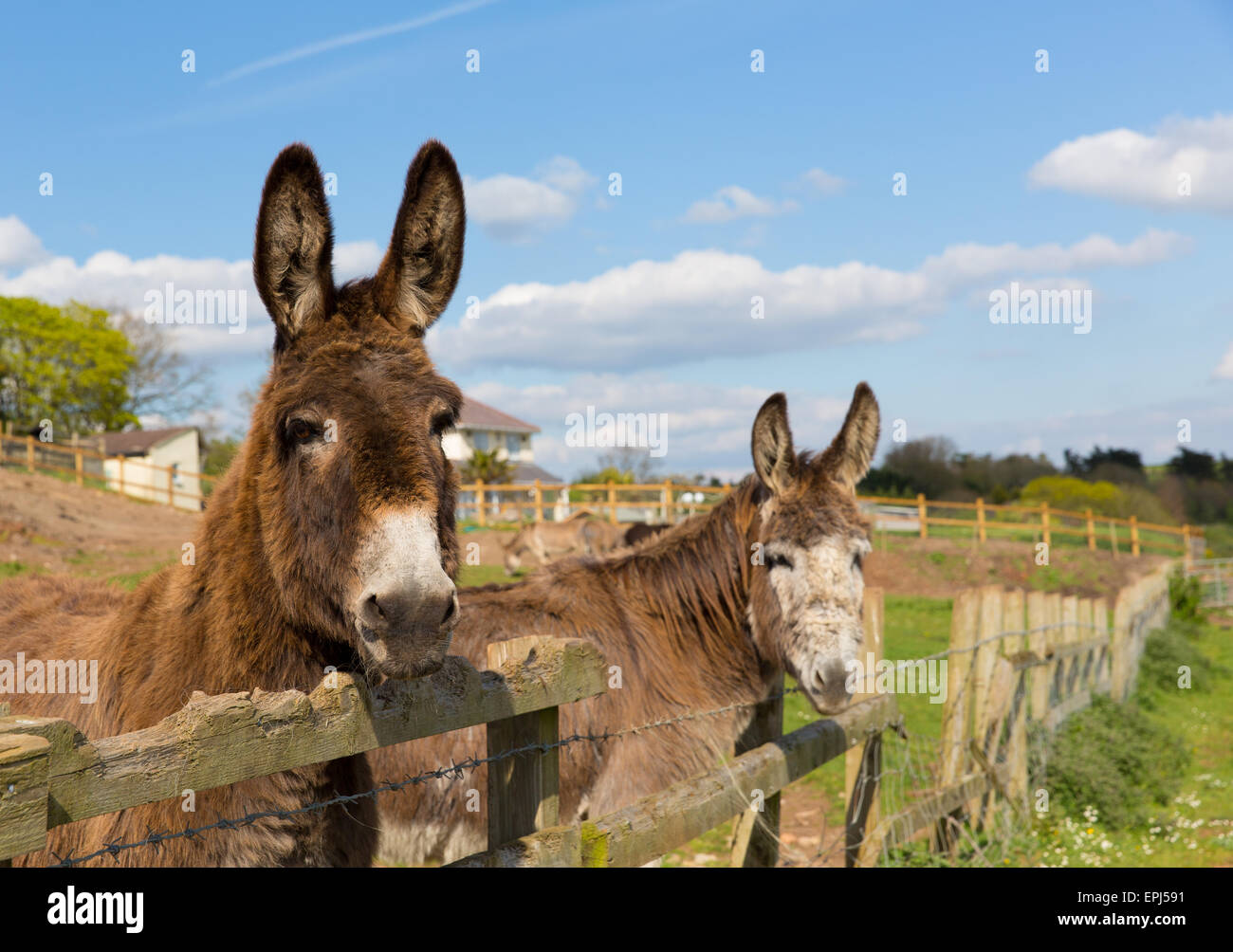 Two donkeys by a fence in a field with faces and heads and fence on ...