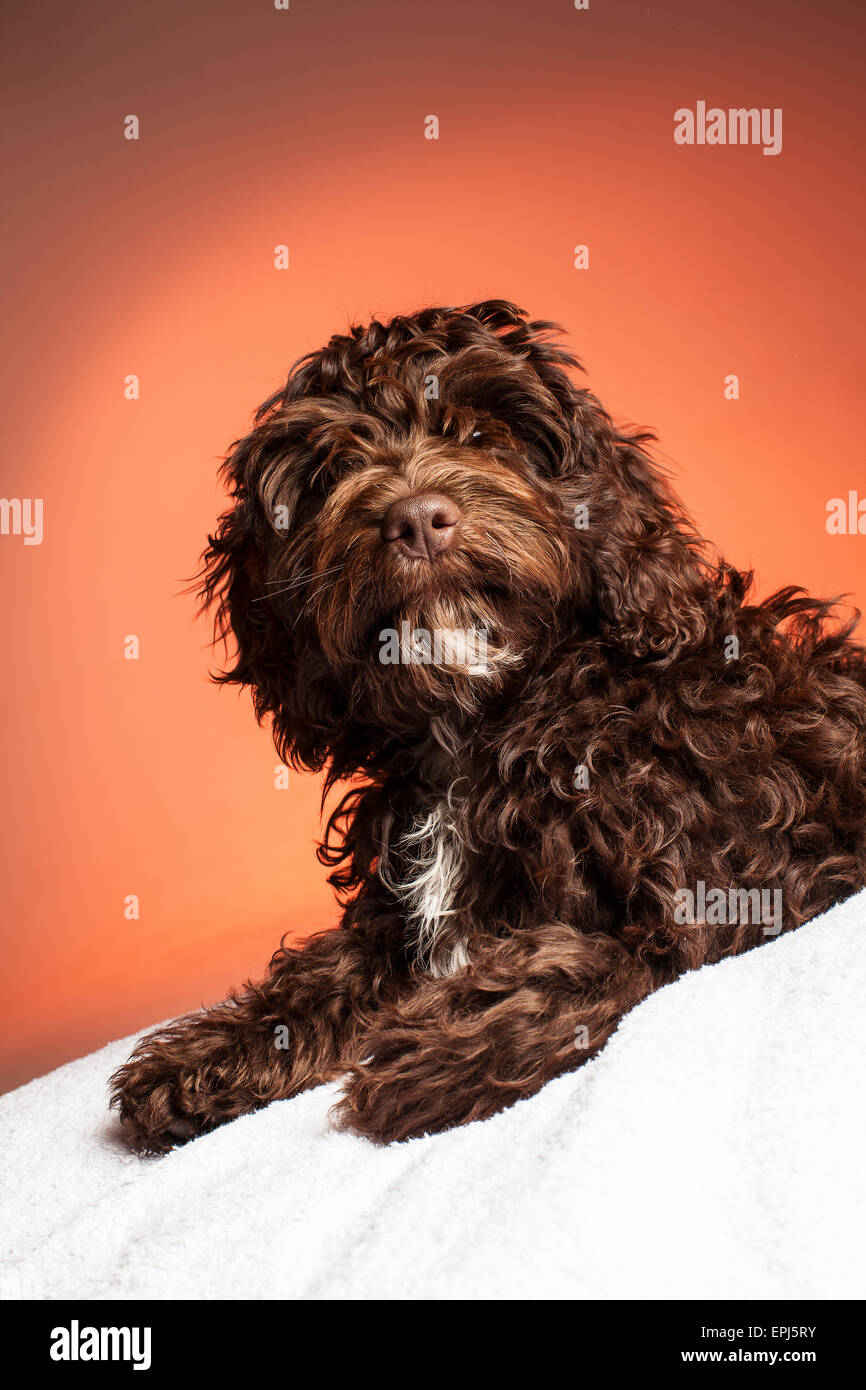Cockerpoo cross bred dog (Spaniel cross poodle Stock Photo - Alamy