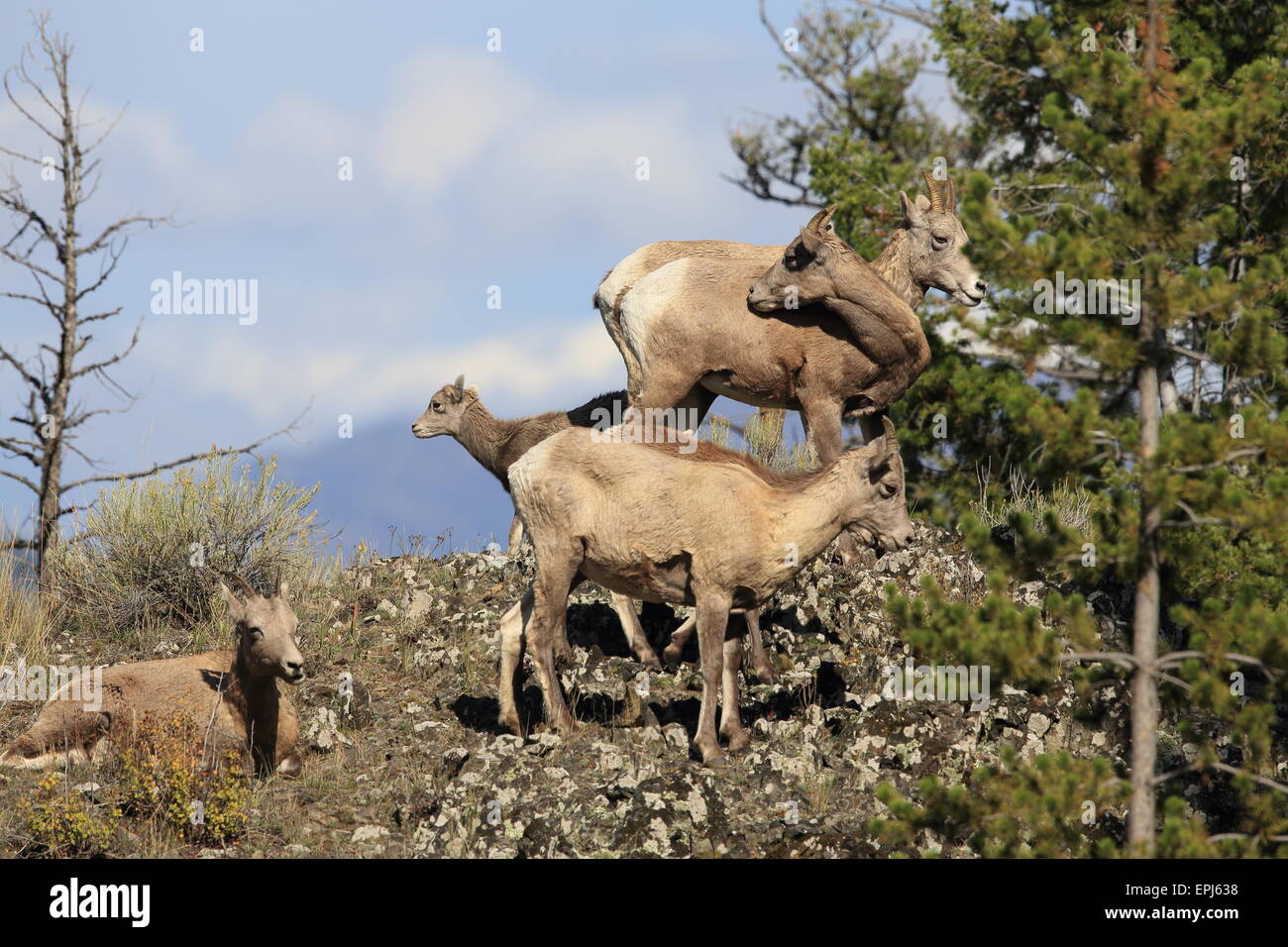 Bighorn Sheep Yellowstone NP USA Stock Photo - Alamy