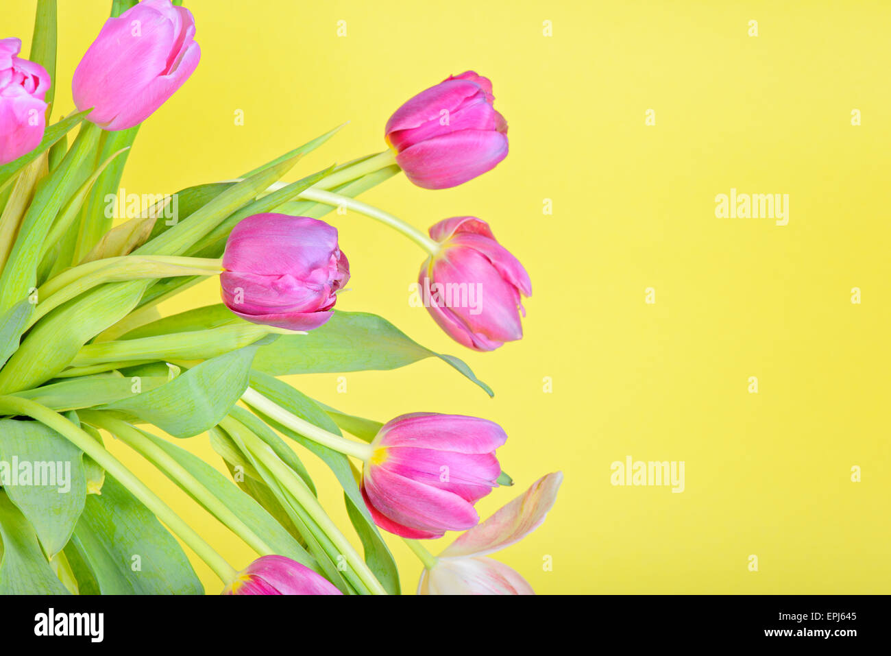 View to the easter pink tulips Stock Photo - Alamy