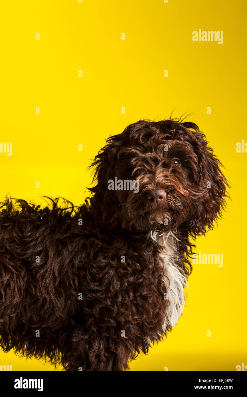 Cockerpoo cross bred dog (Spaniel cross poodle Stock Photo - Alamy