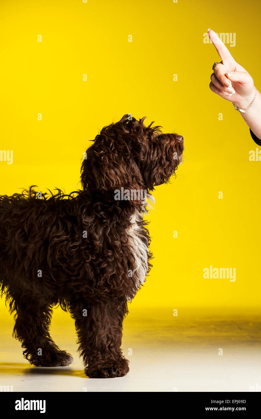 Cockerpoo cross bred dog (Spaniel cross poodle Stock Photo - Alamy