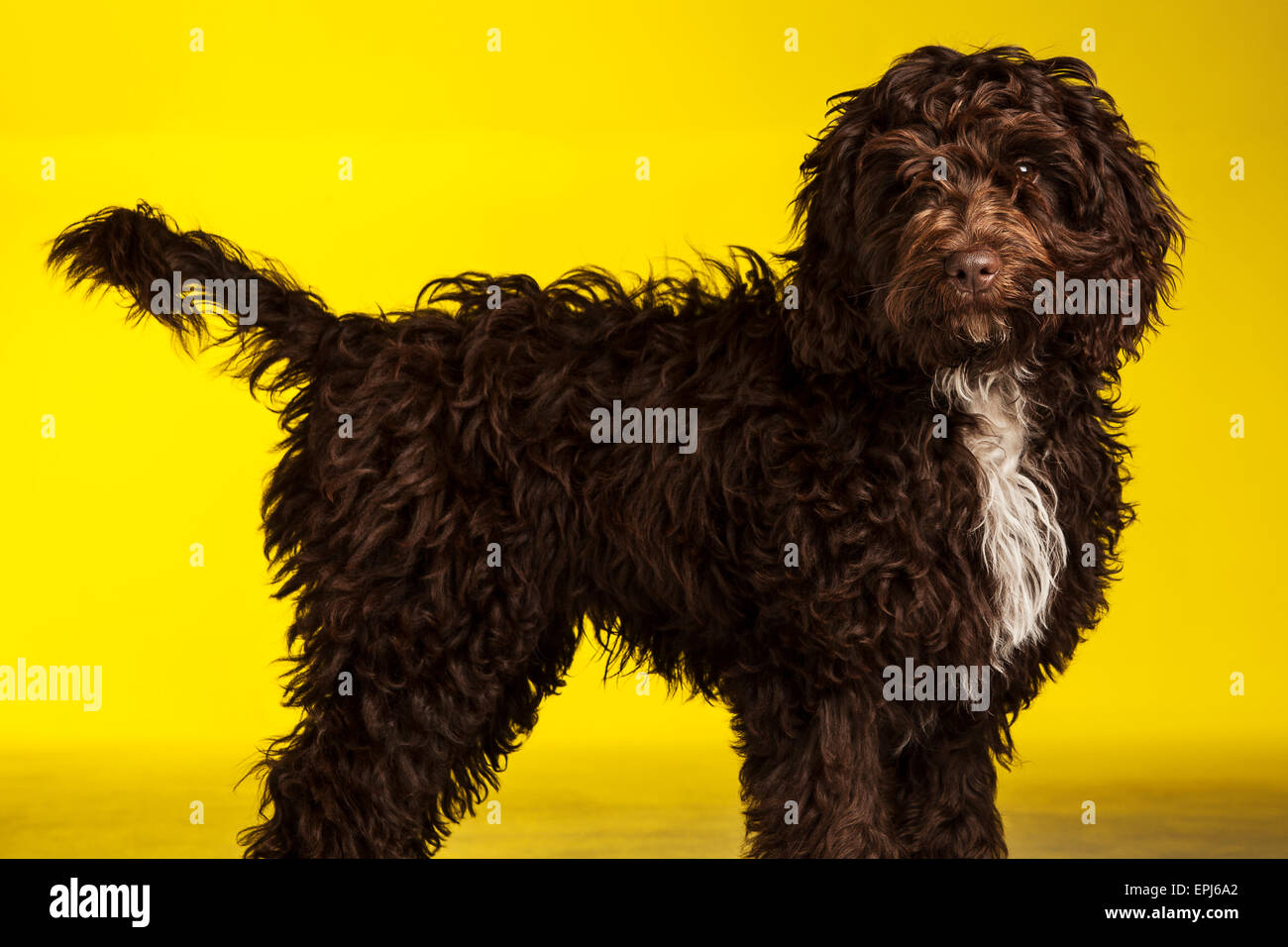 Cockerpoo cross bred dog (Spaniel cross poodle Stock Photo - Alamy