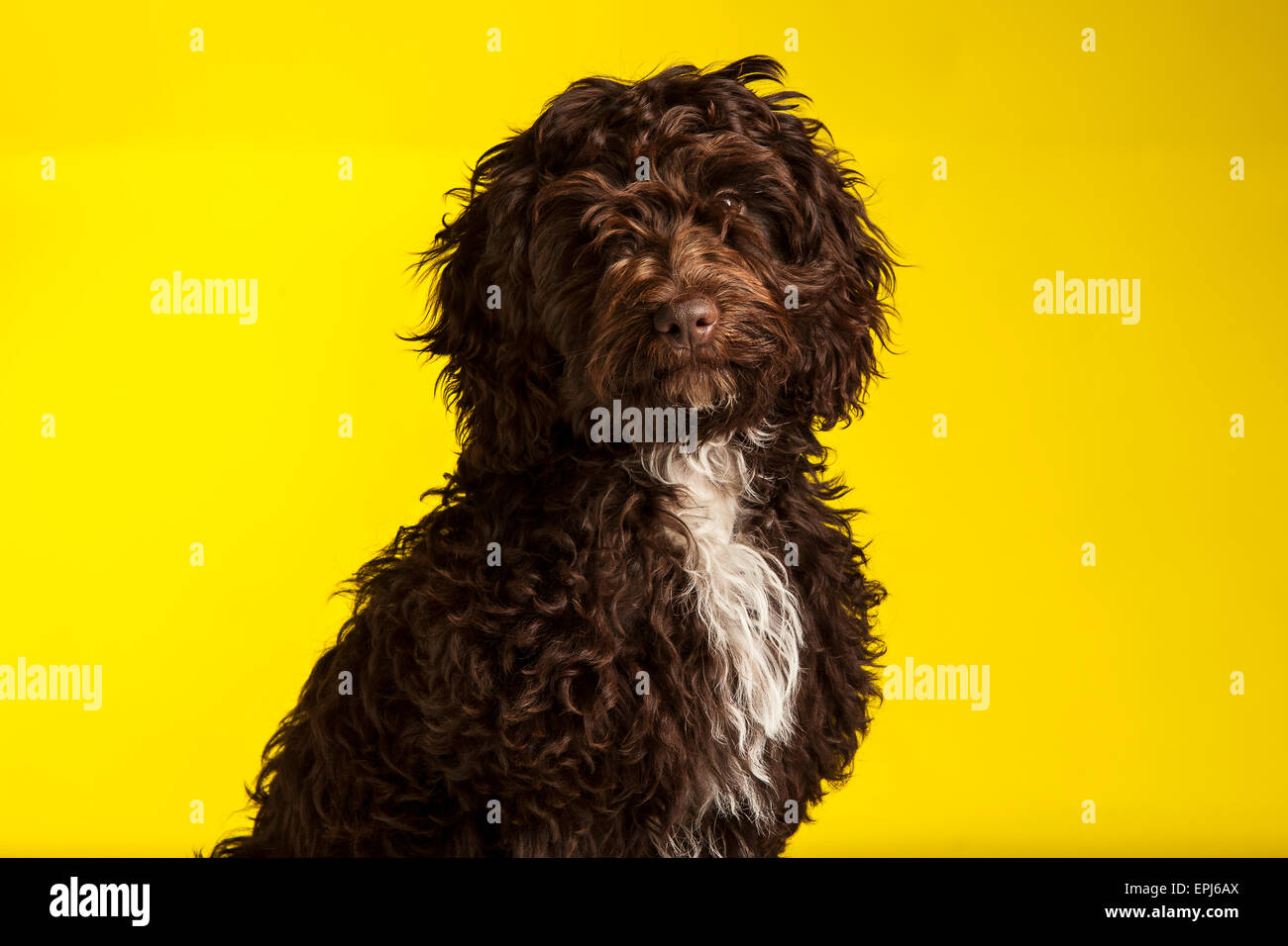 Cockerpoo cross bred dog (Spaniel cross poodle Stock Photo - Alamy