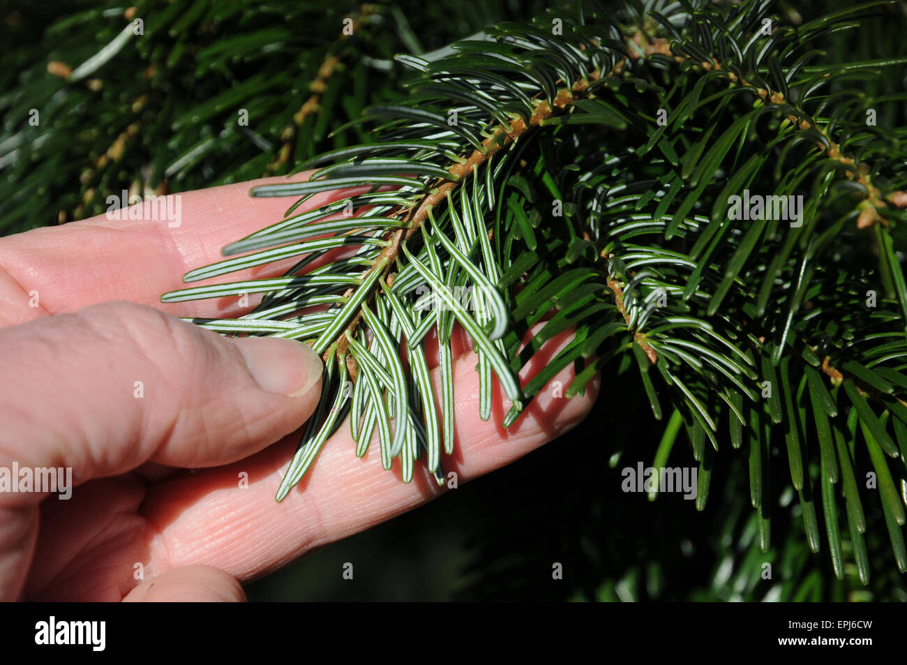 Nordmanns fir hi-res stock photography and images - Alamy