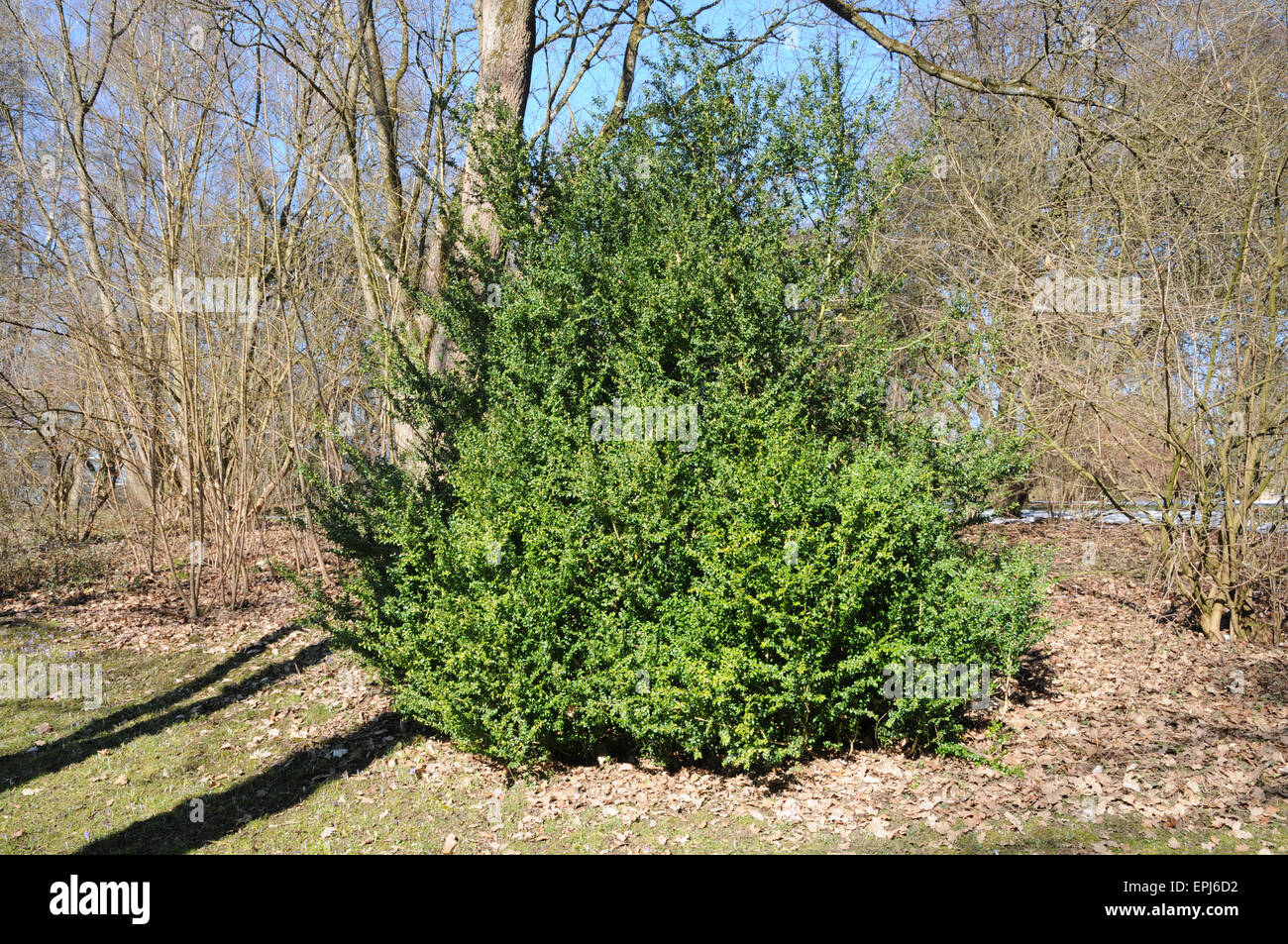 Box tr hi-res stock photography and images - Alamy