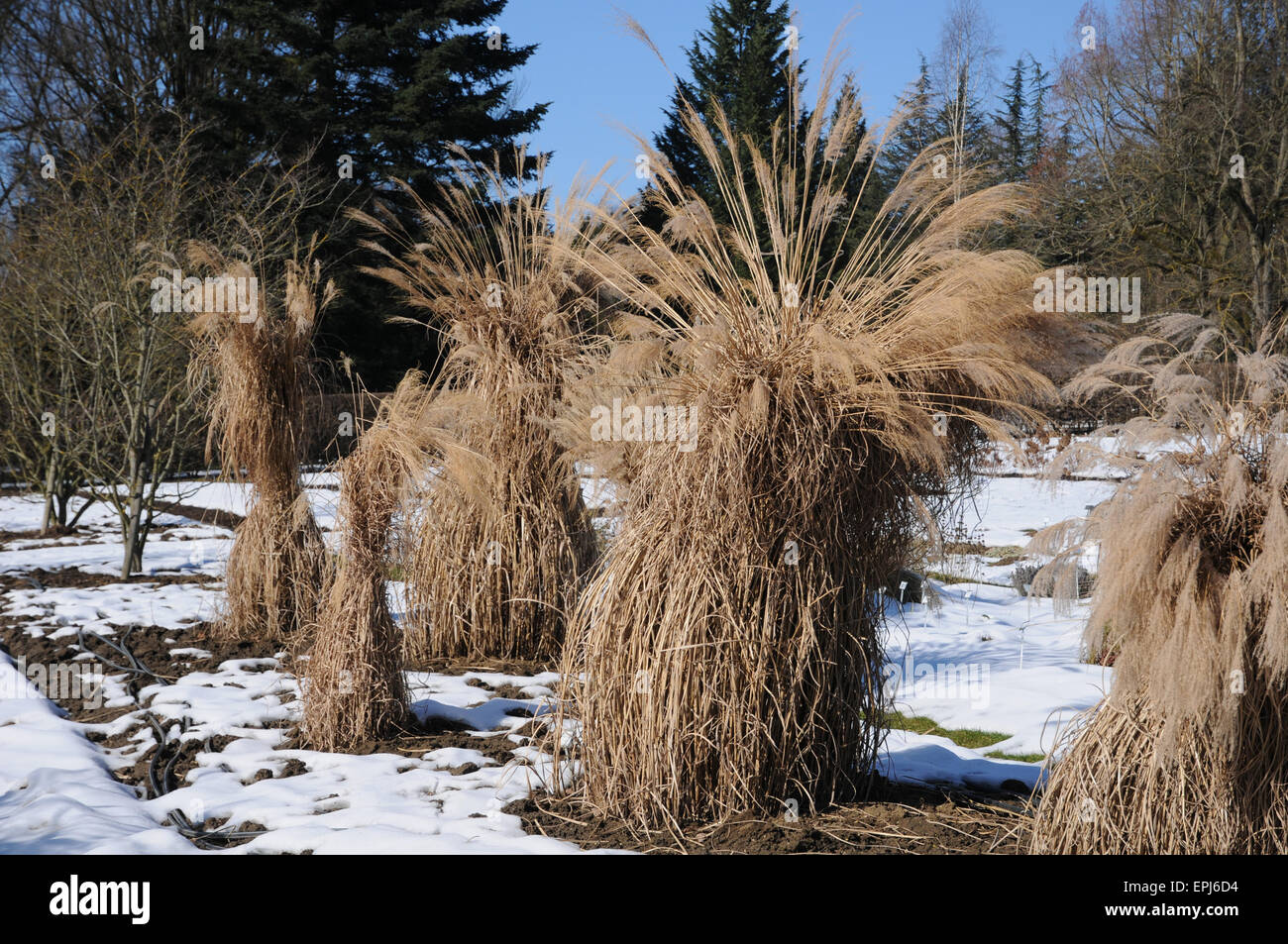 Chinese silver gras hi-res stock photography and images - Alamy