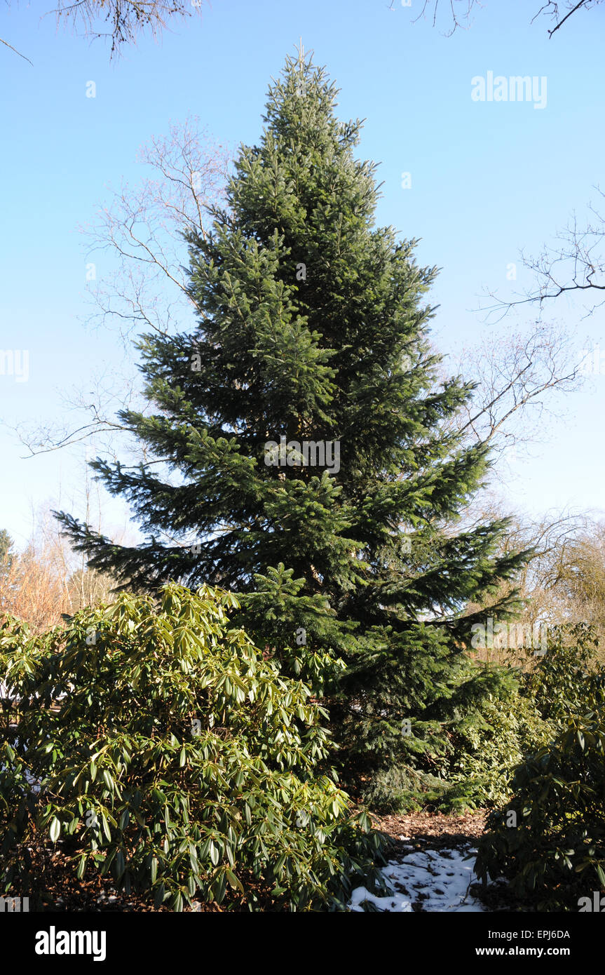 Nordmanns fir hi-res stock photography and images - Alamy