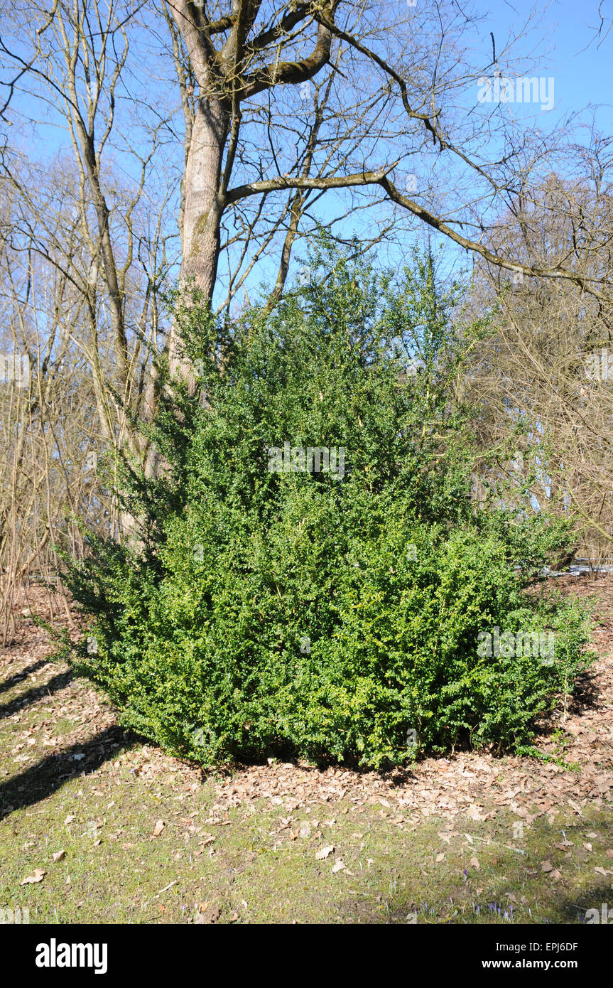 Box tree hi-res stock photography and images - Alamy