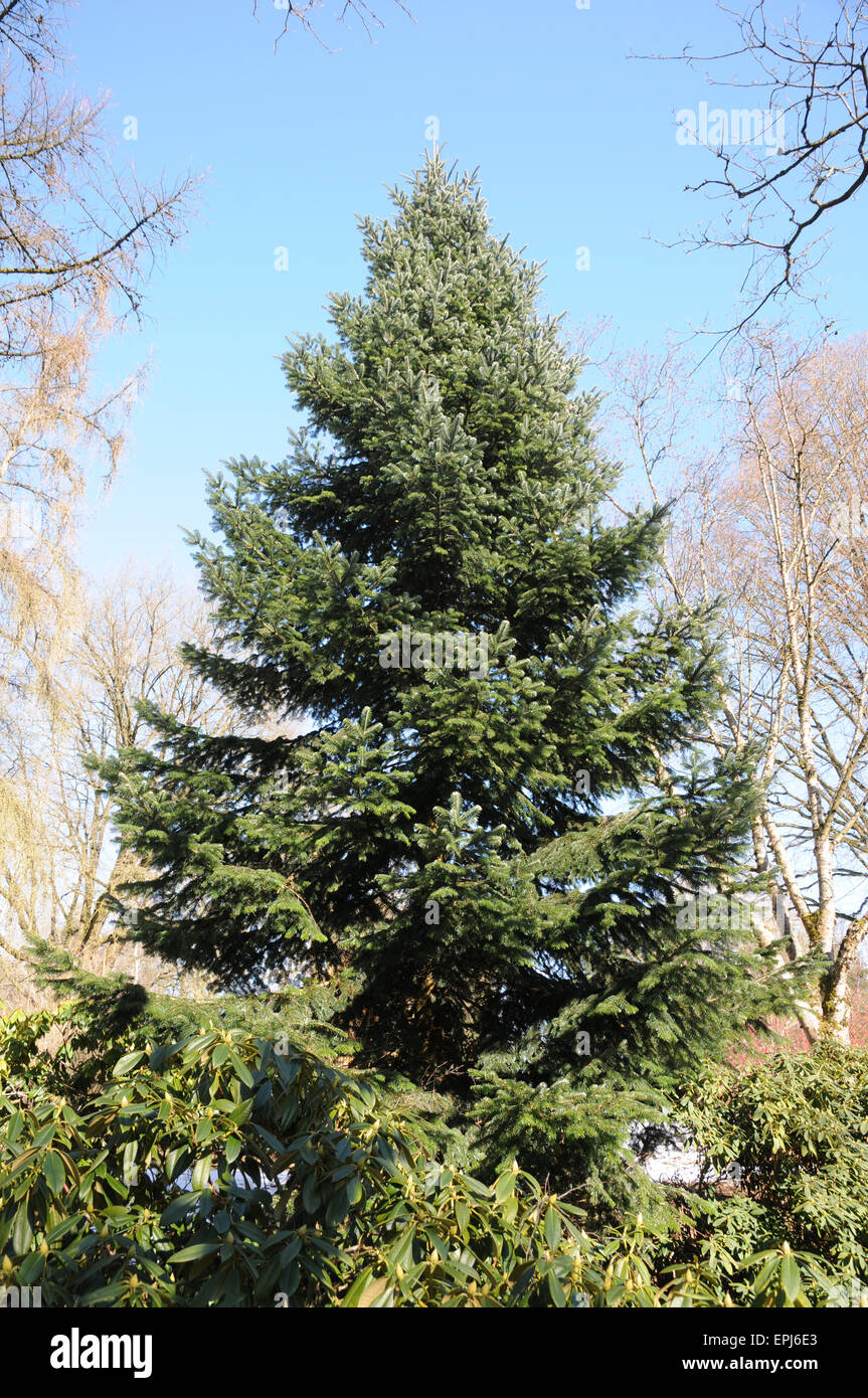 Nordmanns fir hi-res stock photography and images - Alamy
