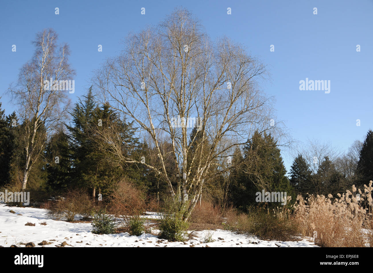 Himalayan birch winter hi-res stock photography and images - Alamy
