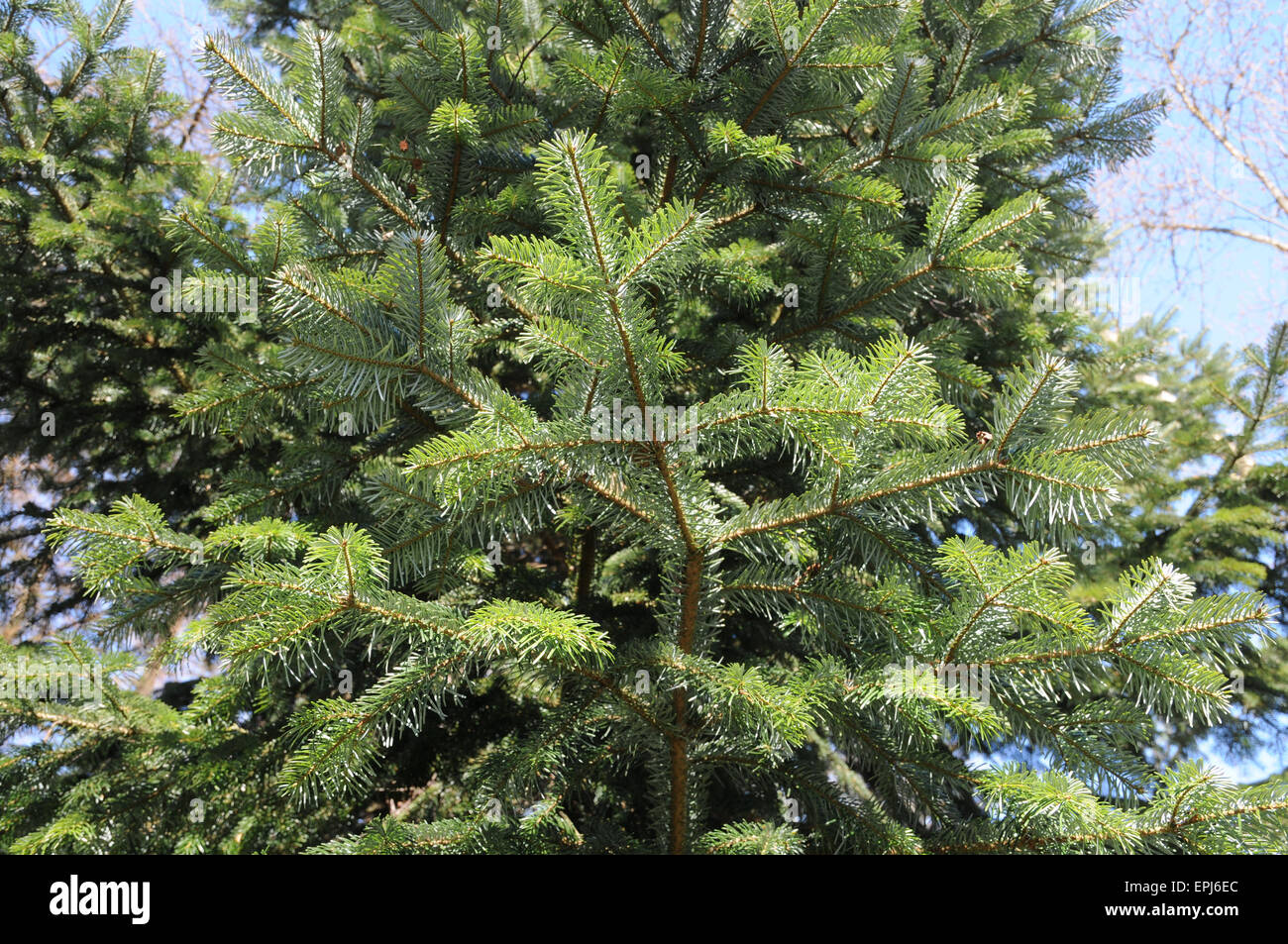Nordmann fir hi-res stock photography and images - Alamy