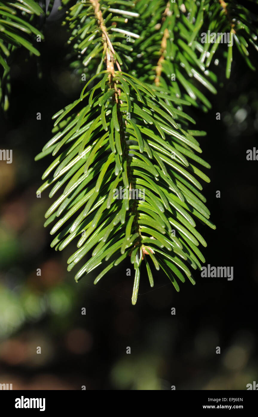 Nordmann fir garden hi-res stock photography and images - Alamy