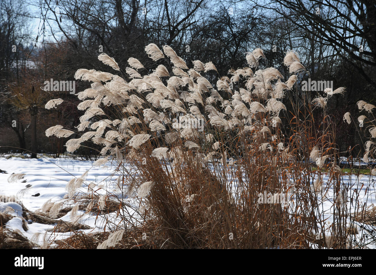 Chinese silver gras hi-res stock photography and images - Alamy
