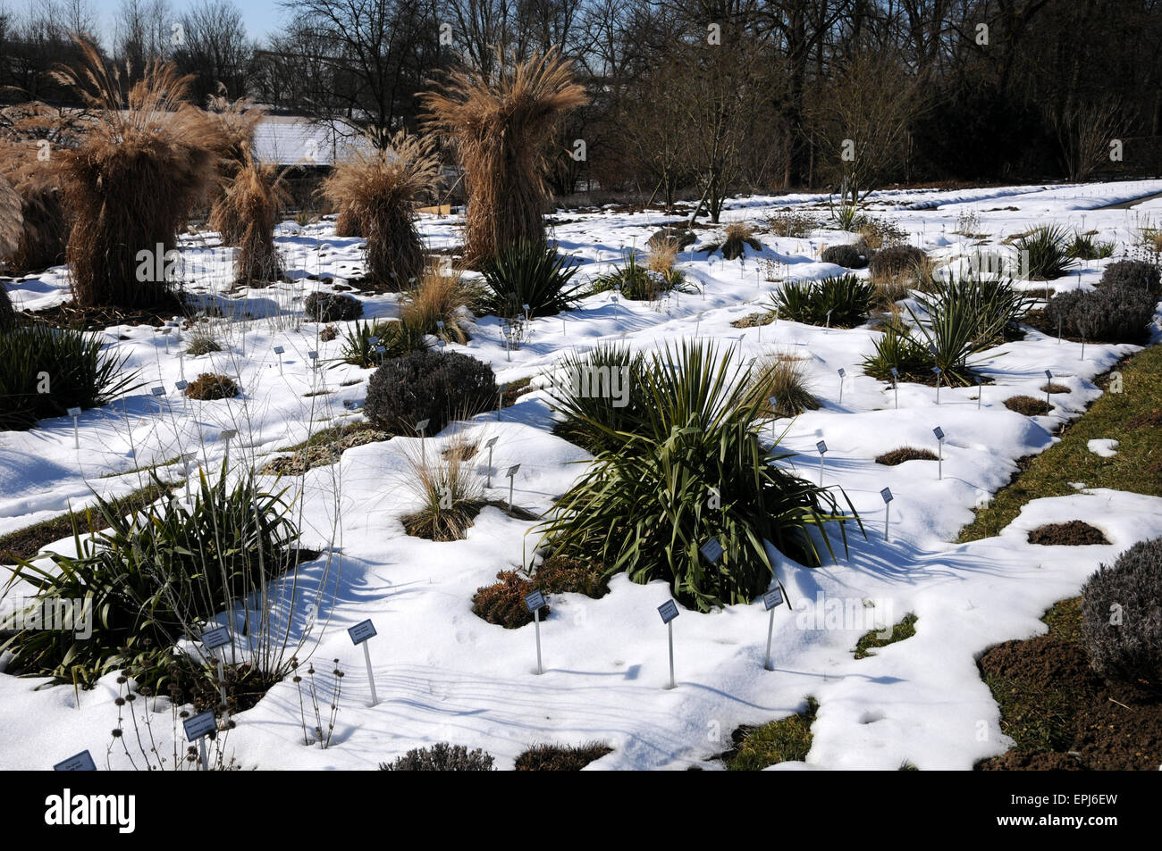 Yucca angustifolia hi-res stock photography and images - Alamy