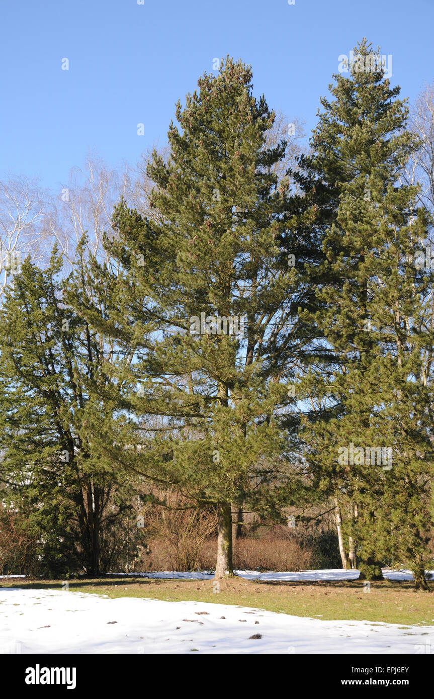 Balkanki hi-res stock photography and images - Alamy