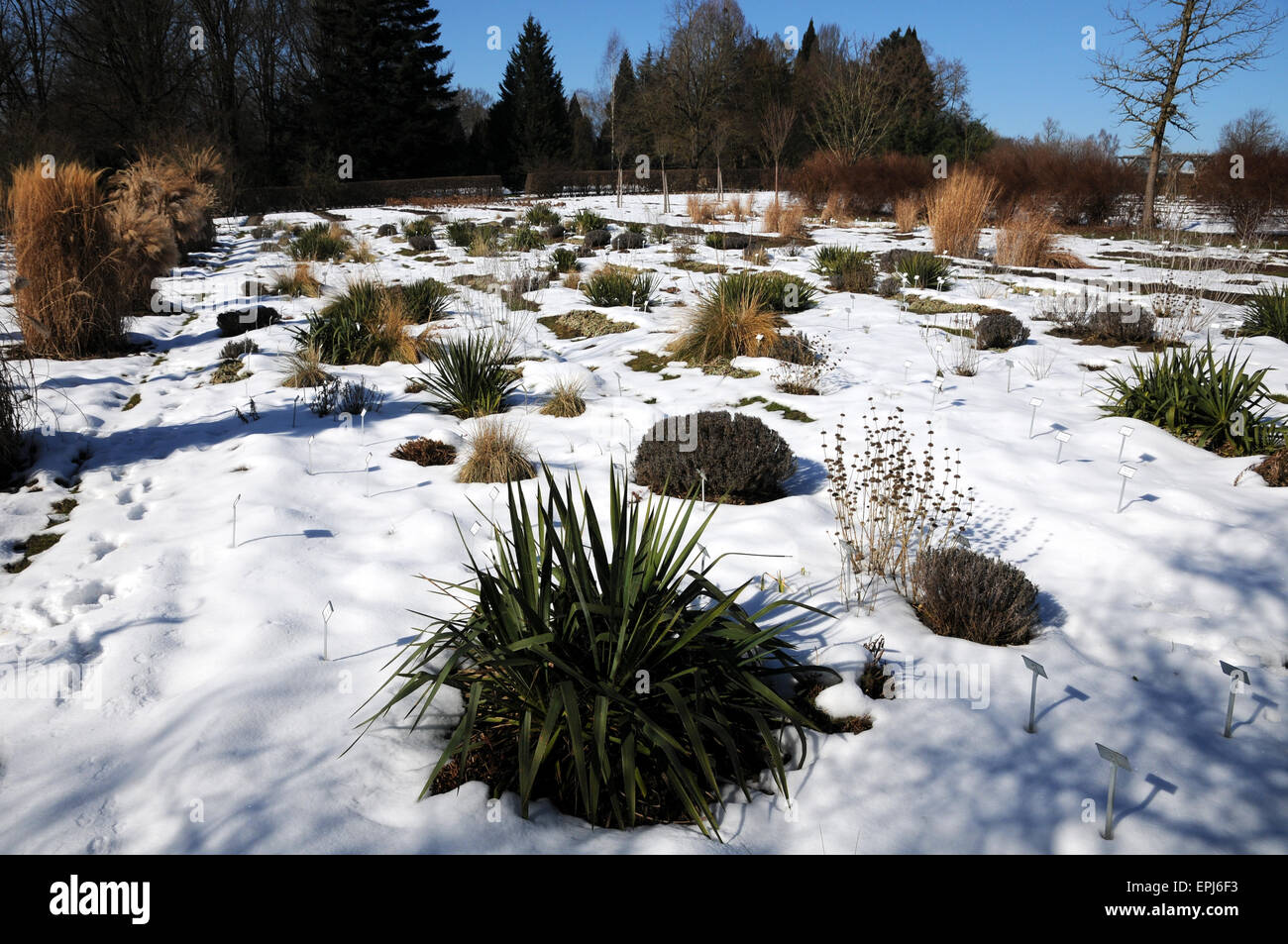 Yucca angustifolia hi-res stock photography and images - Alamy