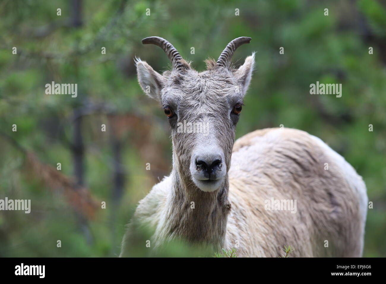 Yellowstone oekosystem hi-res stock photography and images - Alamy