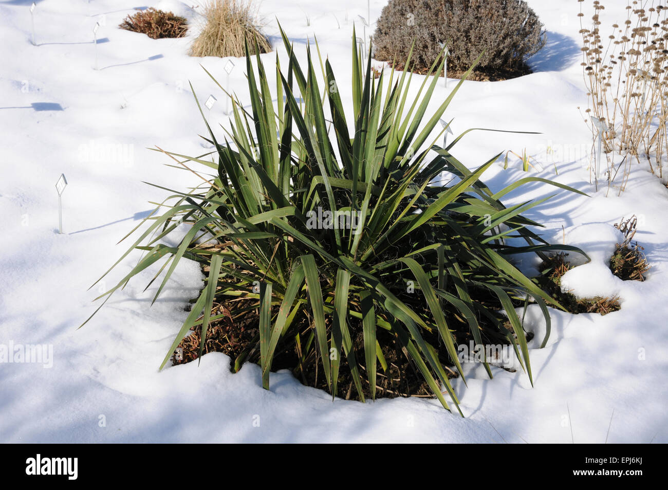 Yucca angustifolia hi-res stock photography and images - Alamy