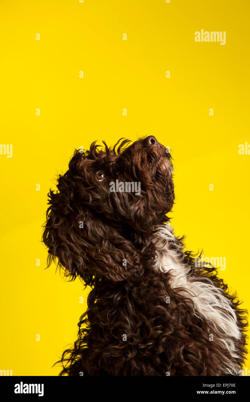 Cockerpoo cross bred dog (Spaniel cross poodle Stock Photo - Alamy