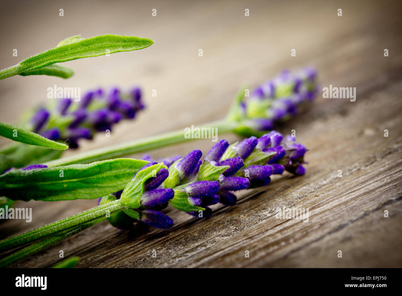 Lavend hi-res stock photography and images - Alamy