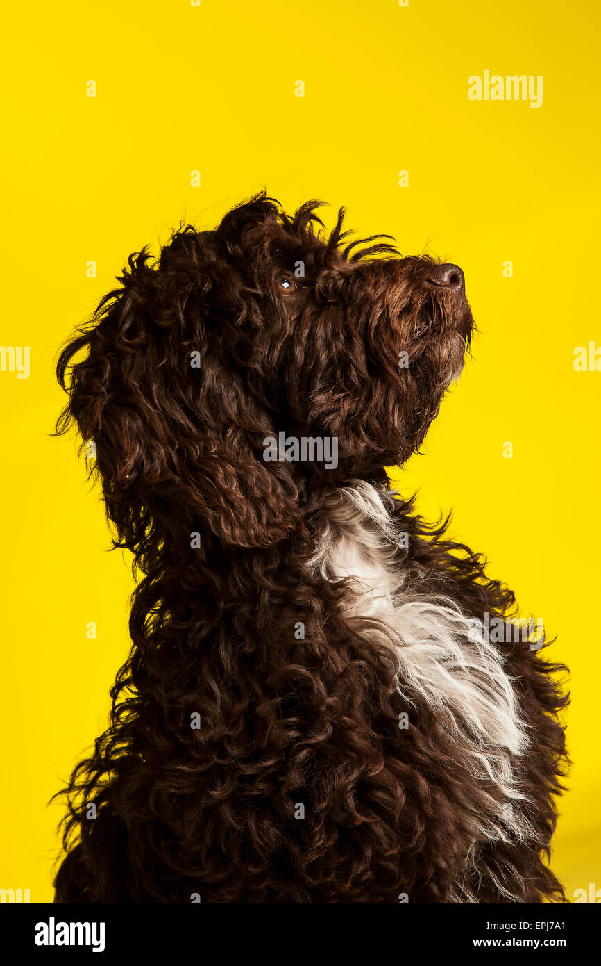 Cockerpoo cross bred dog (Spaniel cross poodle Stock Photo - Alamy