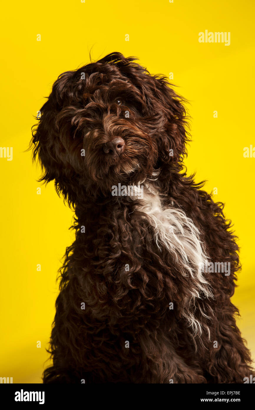 Cockerpoo cross bred dog (Spaniel cross poodle Stock Photo - Alamy