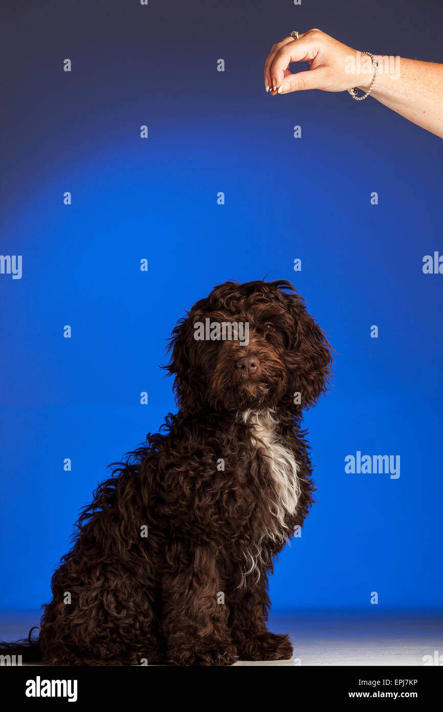 Cockerpoo cross bred dog (Spaniel cross poodle Stock Photo - Alamy