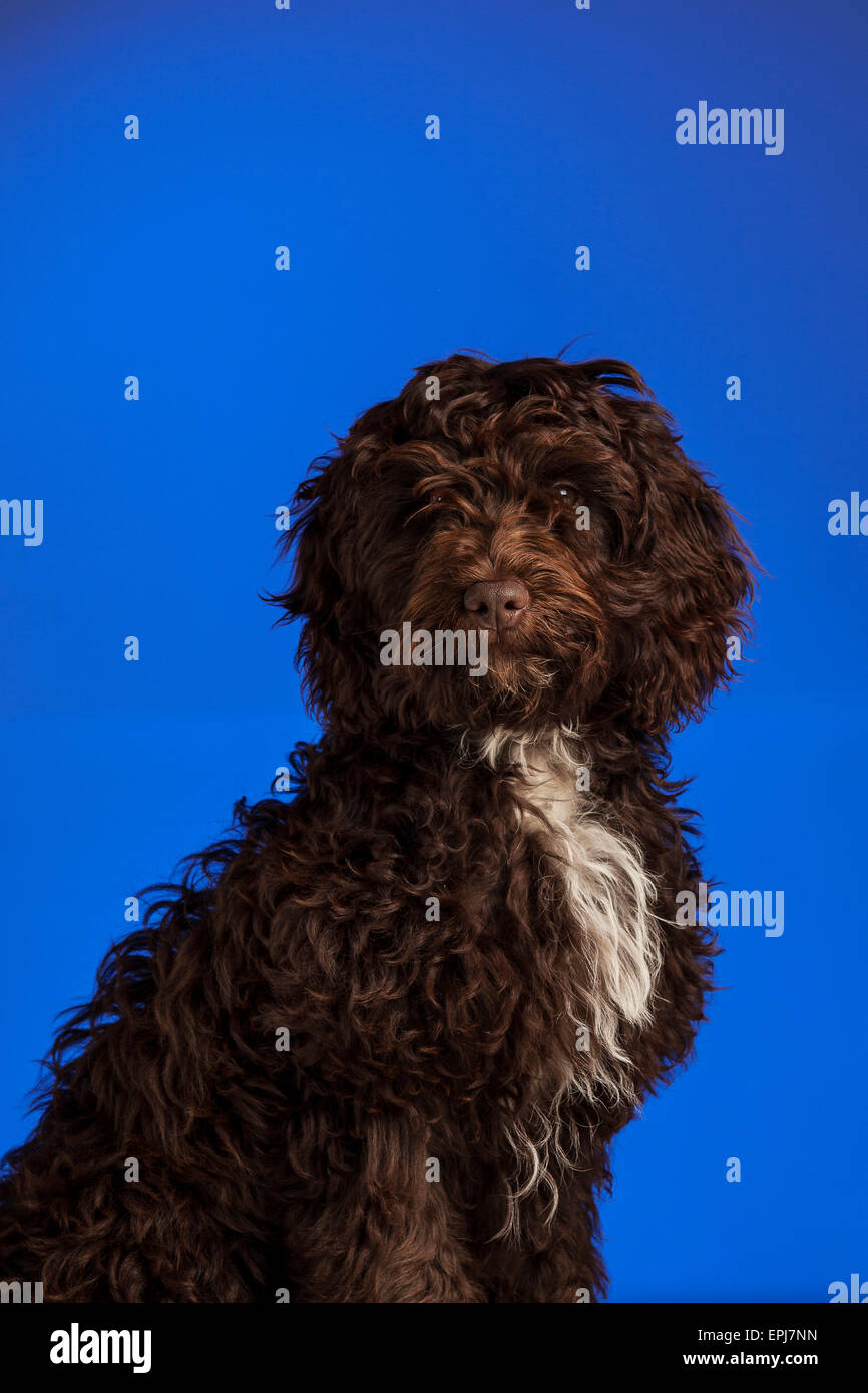 Cockerpoo cross bred dog (Spaniel cross poodle Stock Photo - Alamy