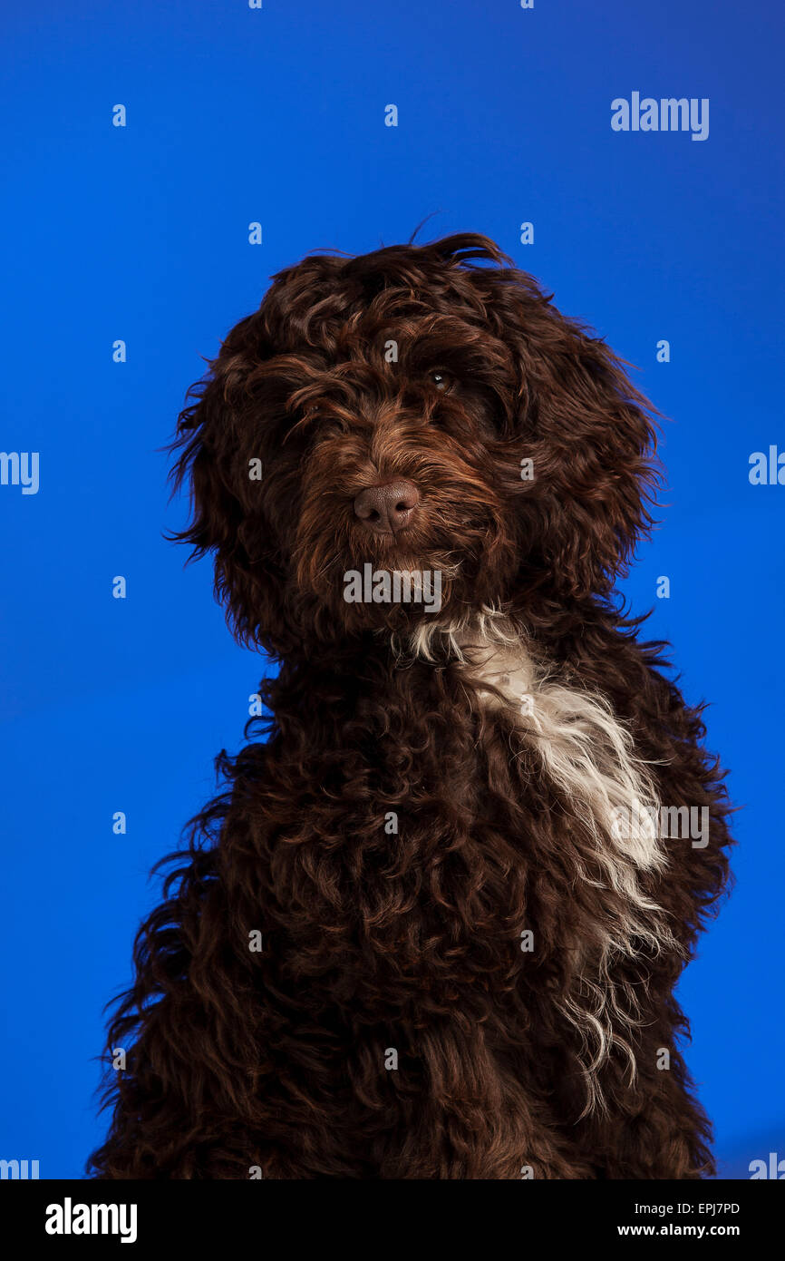 Cockerpoo cross bred dog (Spaniel cross poodle Stock Photo - Alamy