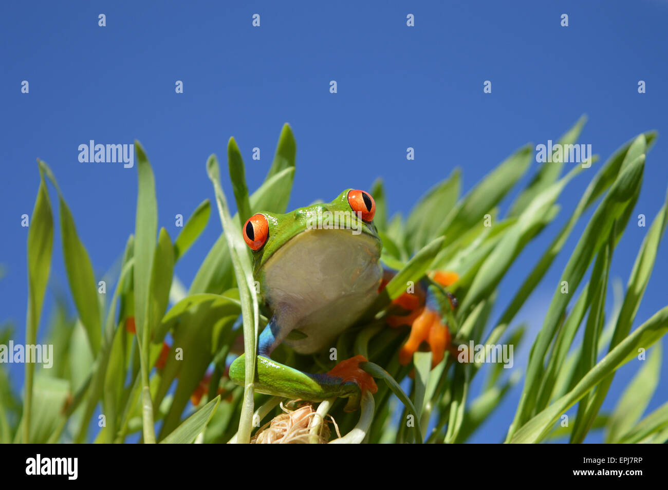 Aga red aga hi-res stock photography and images - Alamy