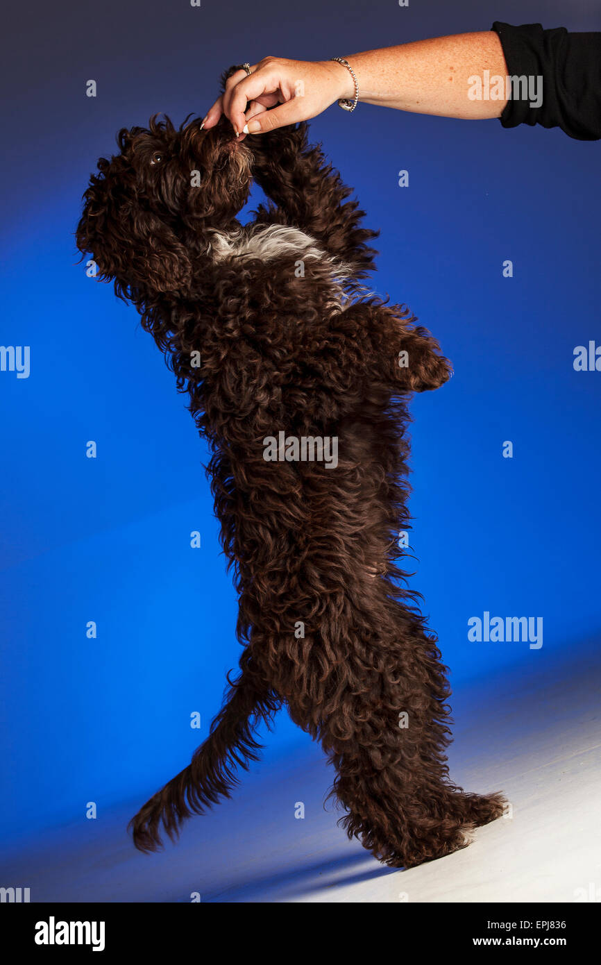 Cockerpoo cross bred dog (Spaniel cross poodle Stock Photo - Alamy