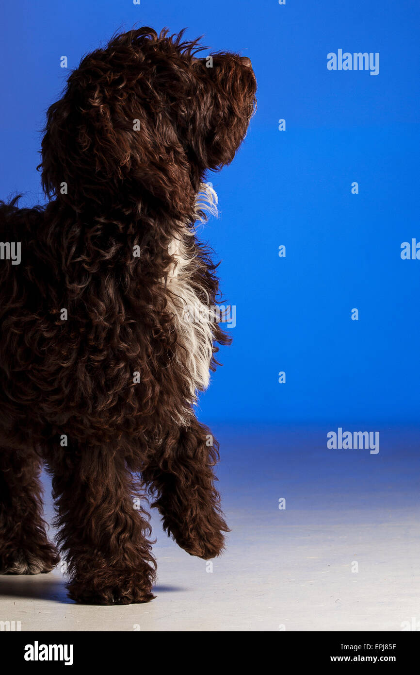 Cockerpoo cross bred dog (Spaniel cross poodle Stock Photo - Alamy