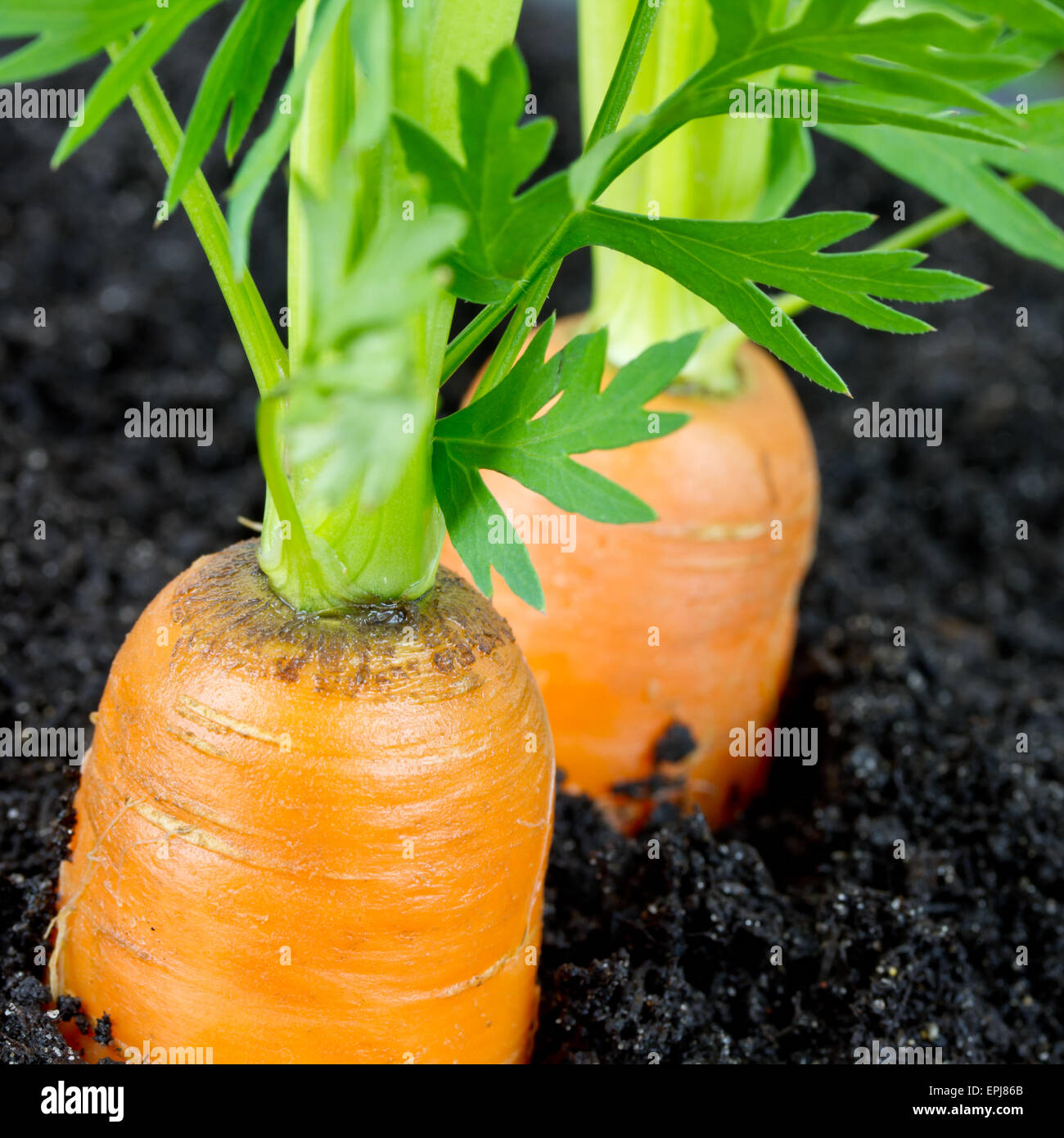Carrots garden sun hi-res stock photography and images - Alamy