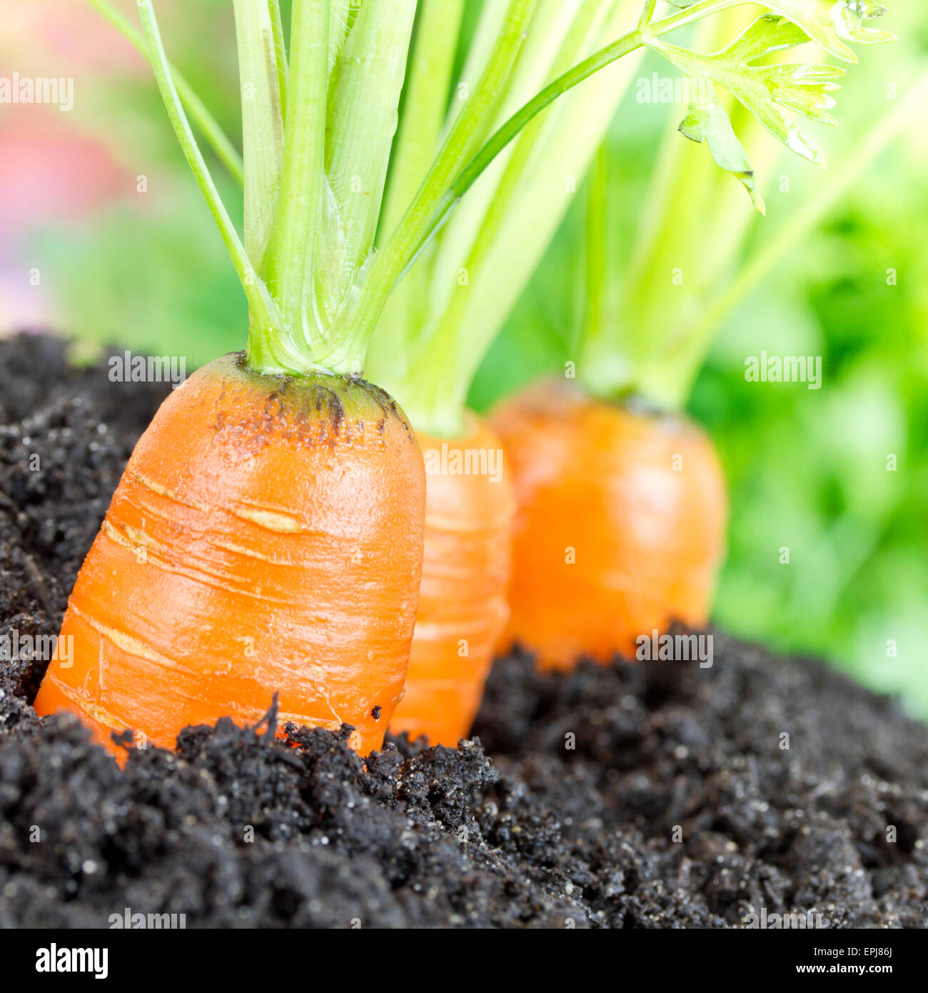 Karotten wachsen hi-res stock photography and images - Alamy