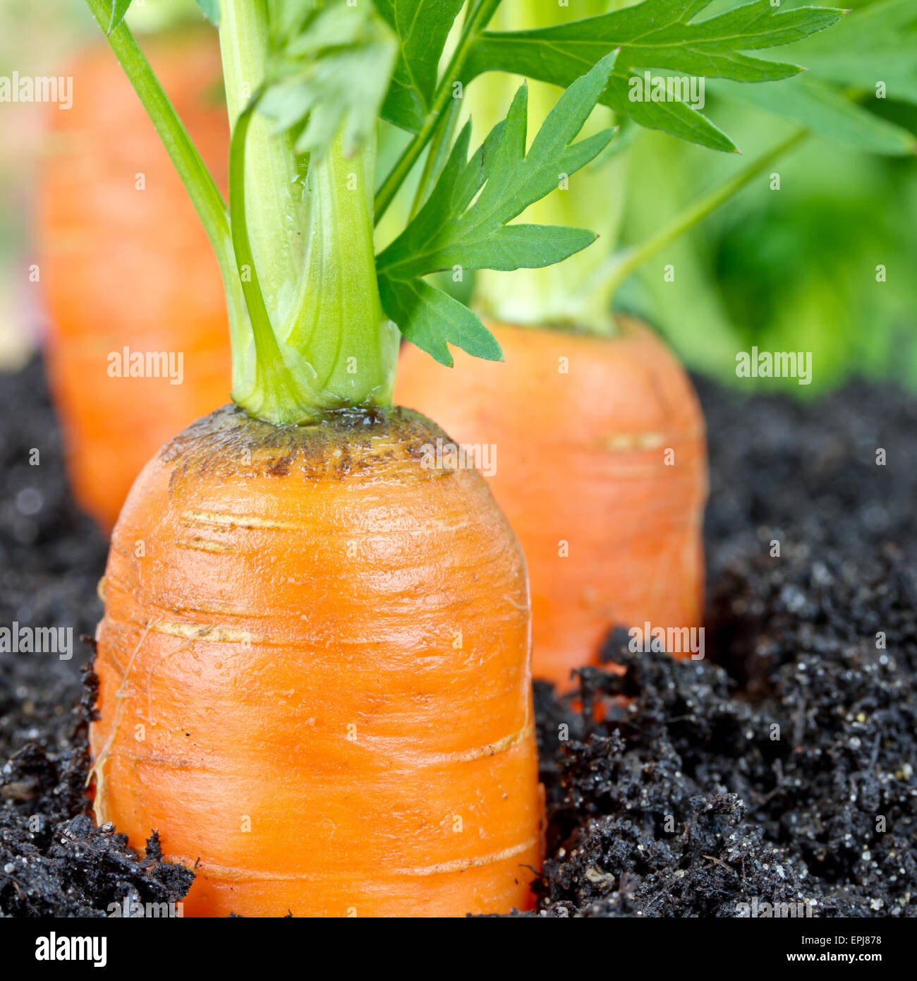 Karotten wachsen hi-res stock photography and images - Alamy