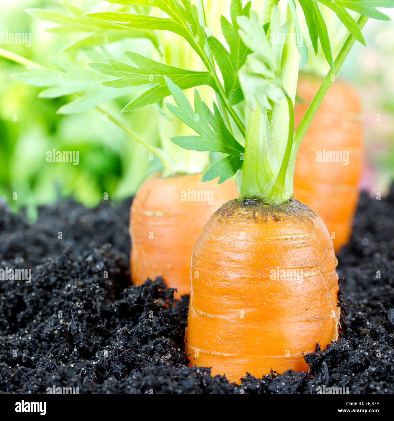 Karotten wachsen hi-res stock photography and images - Alamy