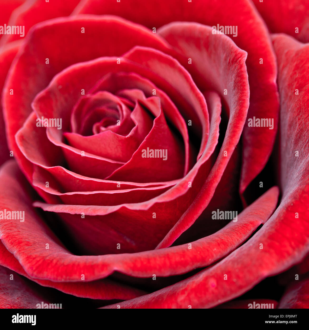 Rose flo hi-res stock photography and images - Alamy