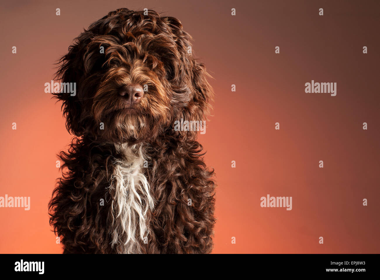 Cockerpoo cross bred dog (Spaniel cross poodle Stock Photo - Alamy