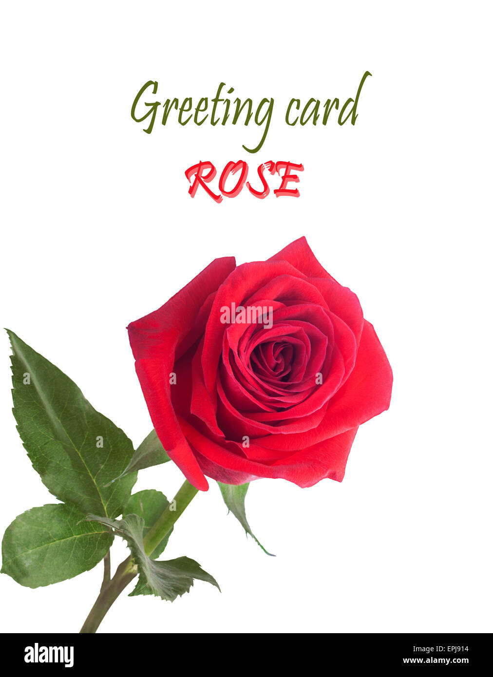 Red rose green leaves hi-res stock photography and images - Alamy