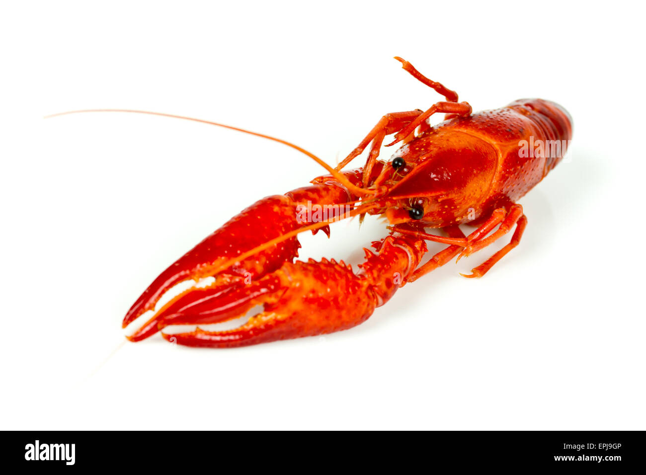 Crabfish hi-res stock photography and images - Alamy