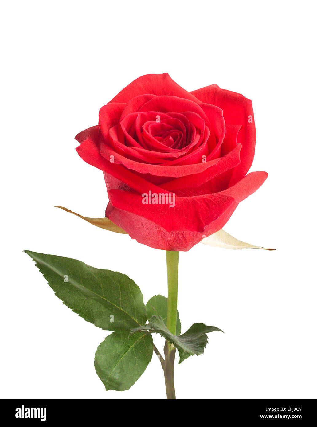 Red rose with green leaves isolated on white background Stock Photo - Alamy