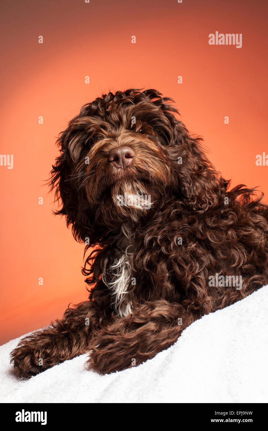 Cockerpoo cross bred dog (Spaniel cross poodle Stock Photo - Alamy