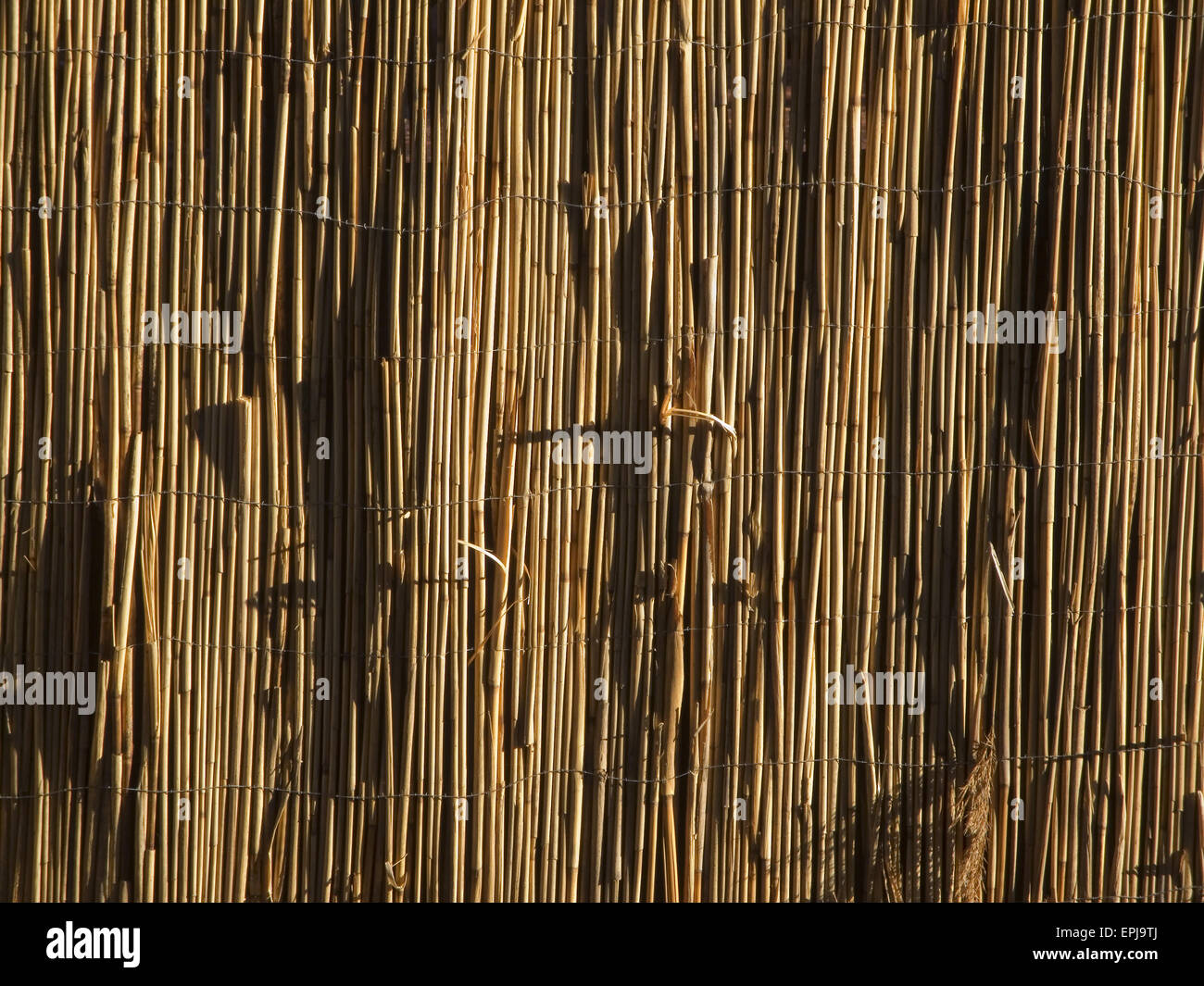 brown reed background Stock Photo - Alamy