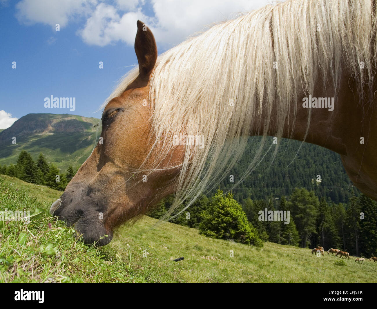 head of haflinger horse feeding Stock Photo - Alamy