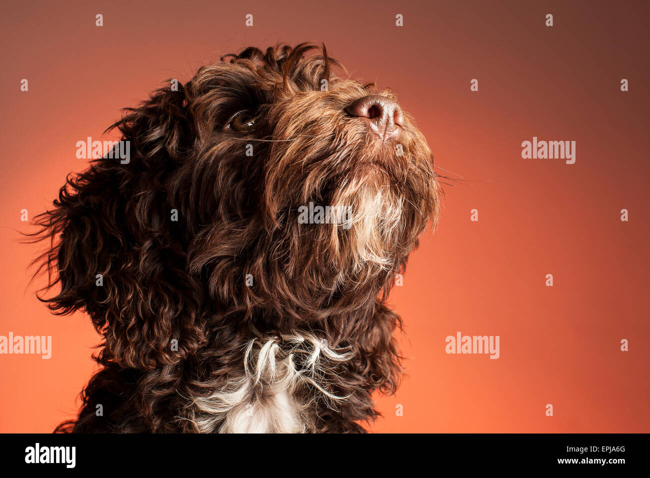 Cockerpoo cross bred dog (Spaniel cross poodle Stock Photo - Alamy