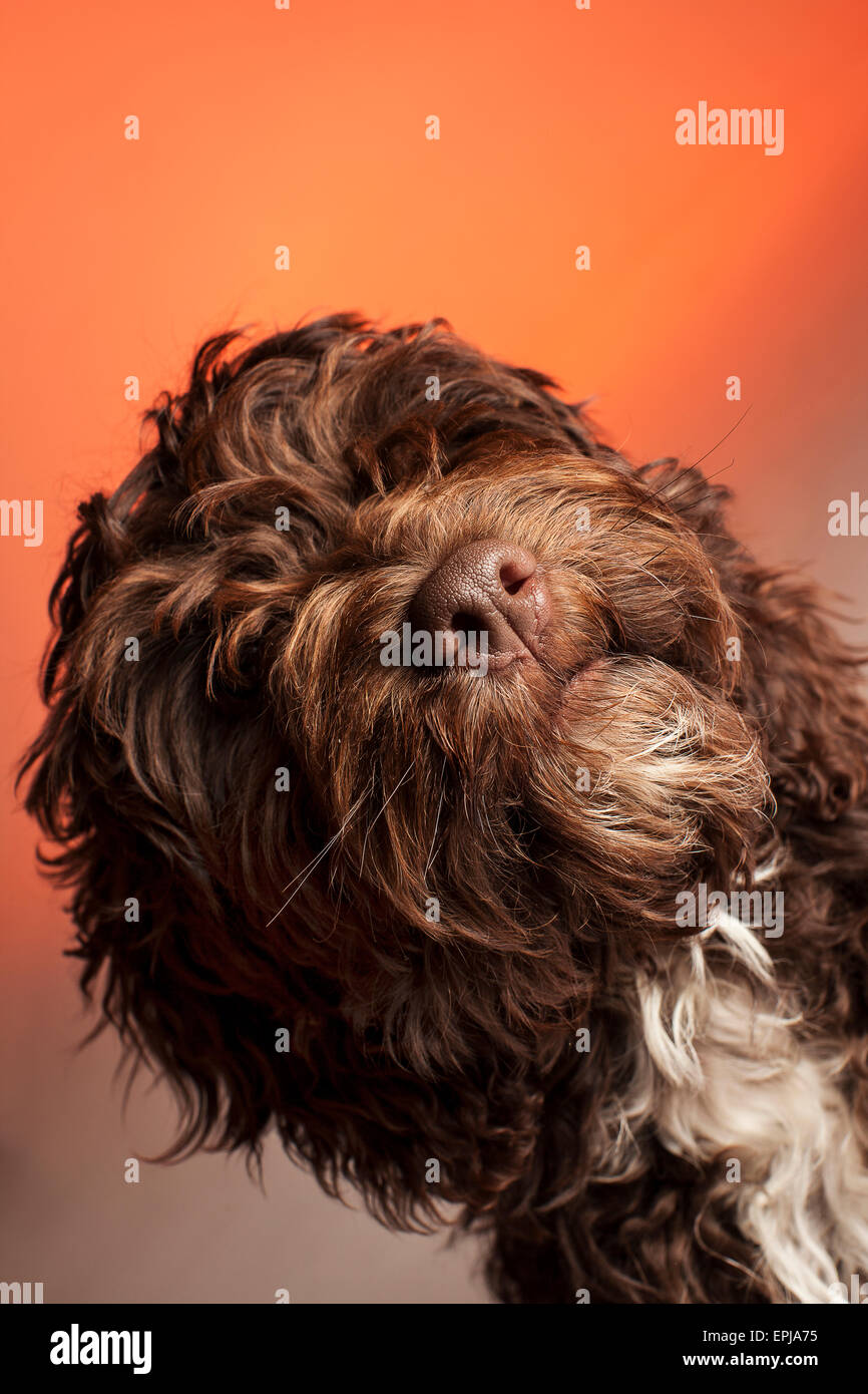 Cockerpoo cross bred dog (Spaniel cross poodle Stock Photo - Alamy